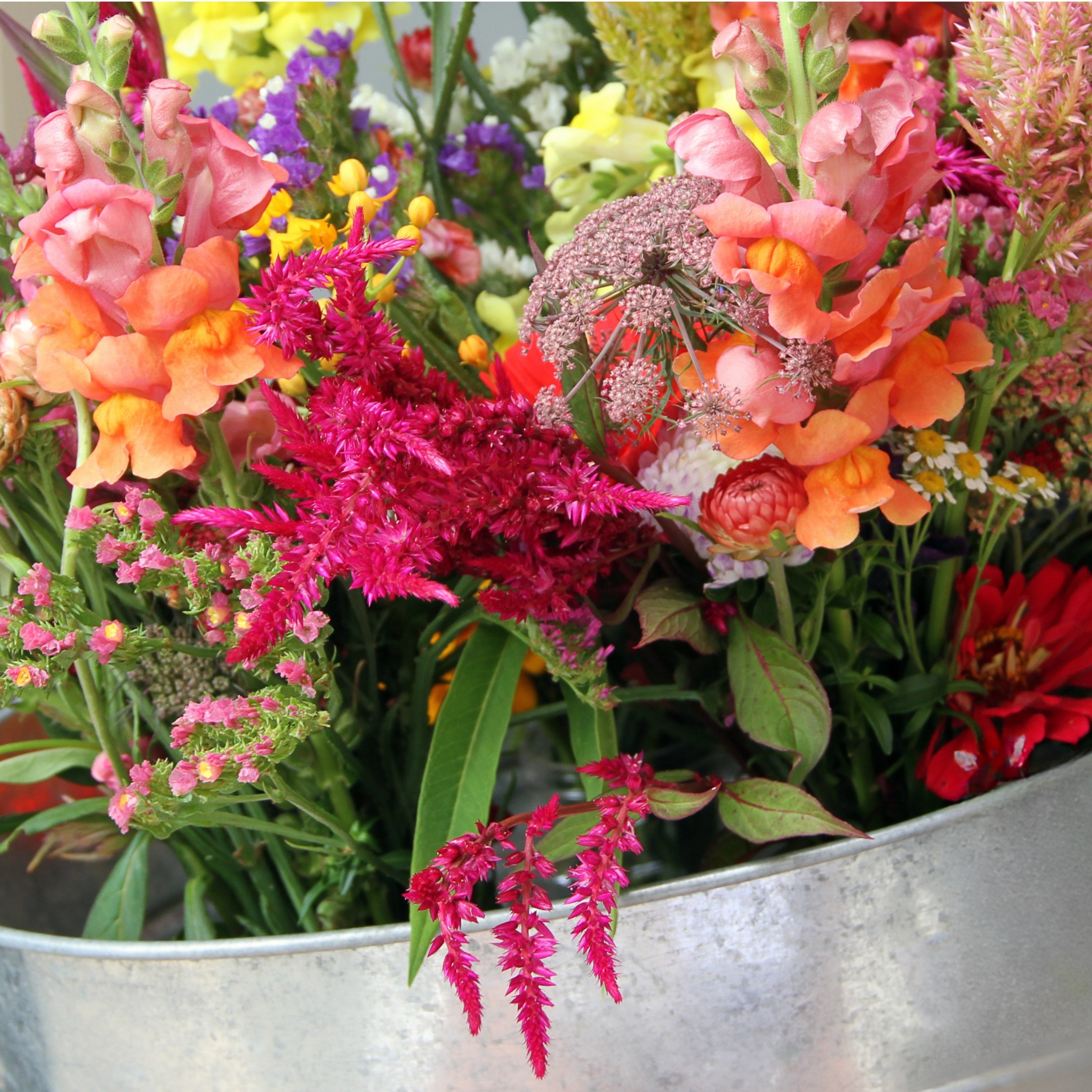 Pre-Order Cut Flower Transplant Trays – Fruits And Shoots Plant Farm LTD.