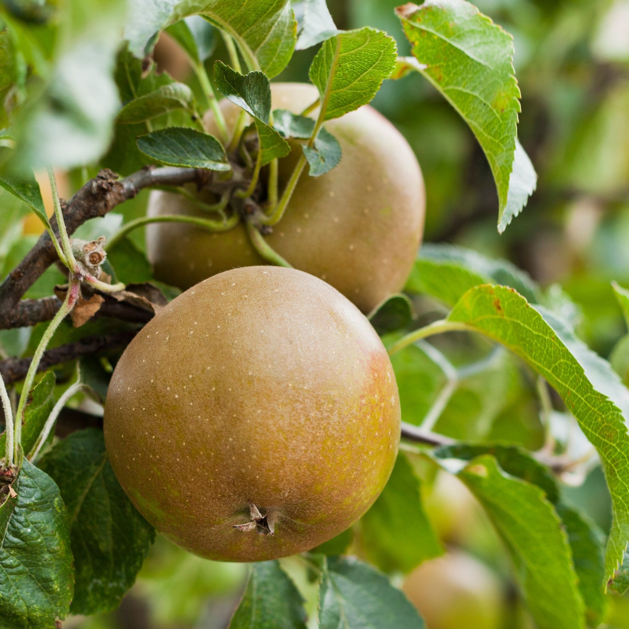 Ashmead's Kernel Apple: Late heirloom russet with best flavour – Fruits ...