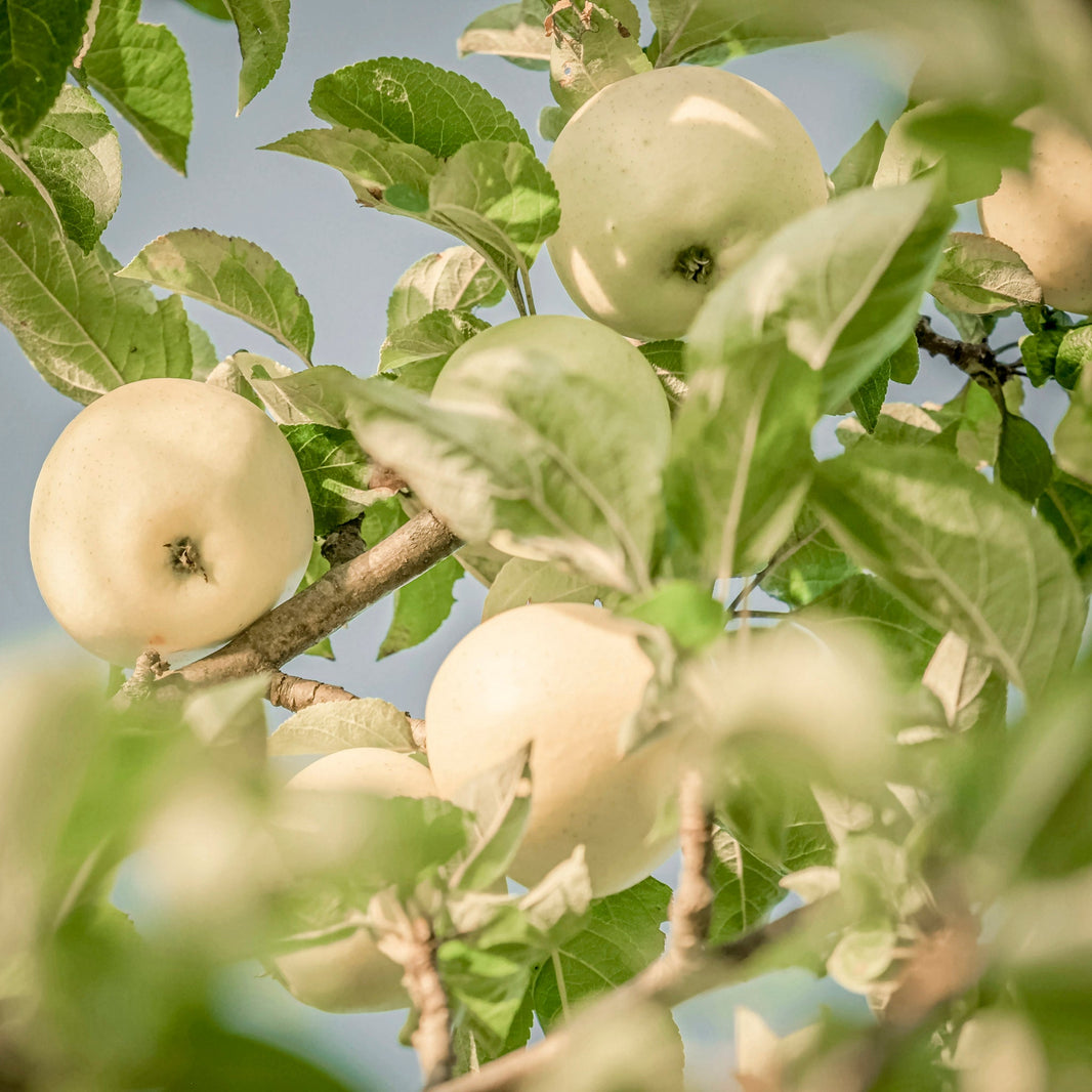 Fruit Trees – Fruits And Shoots Plant Farm LTD.
