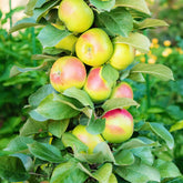 Fruit Trees – Fruits And Shoots Plant Farm LTD.