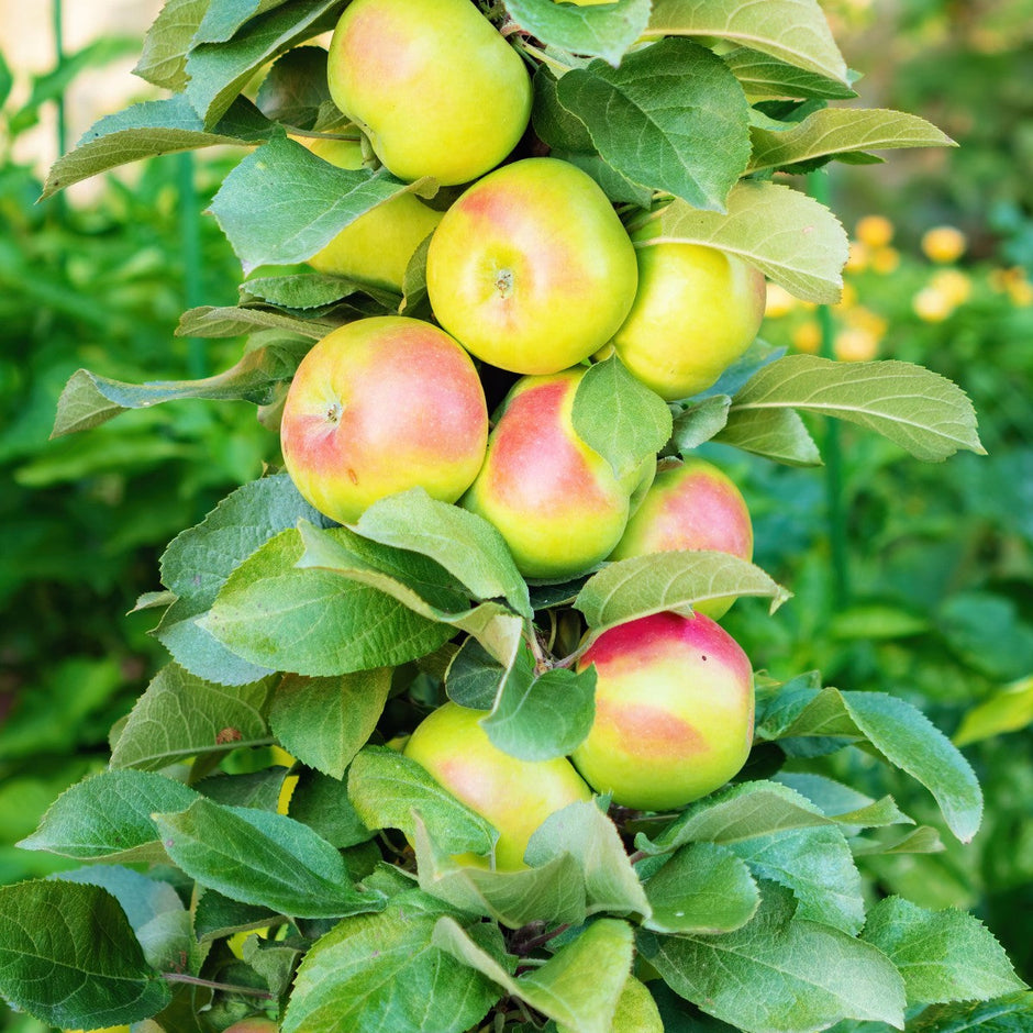 Fruit Trees – Fruits And Shoots Plant Farm LTD.