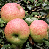 Fruit Trees – Fruits And Shoots Plant Farm LTD.