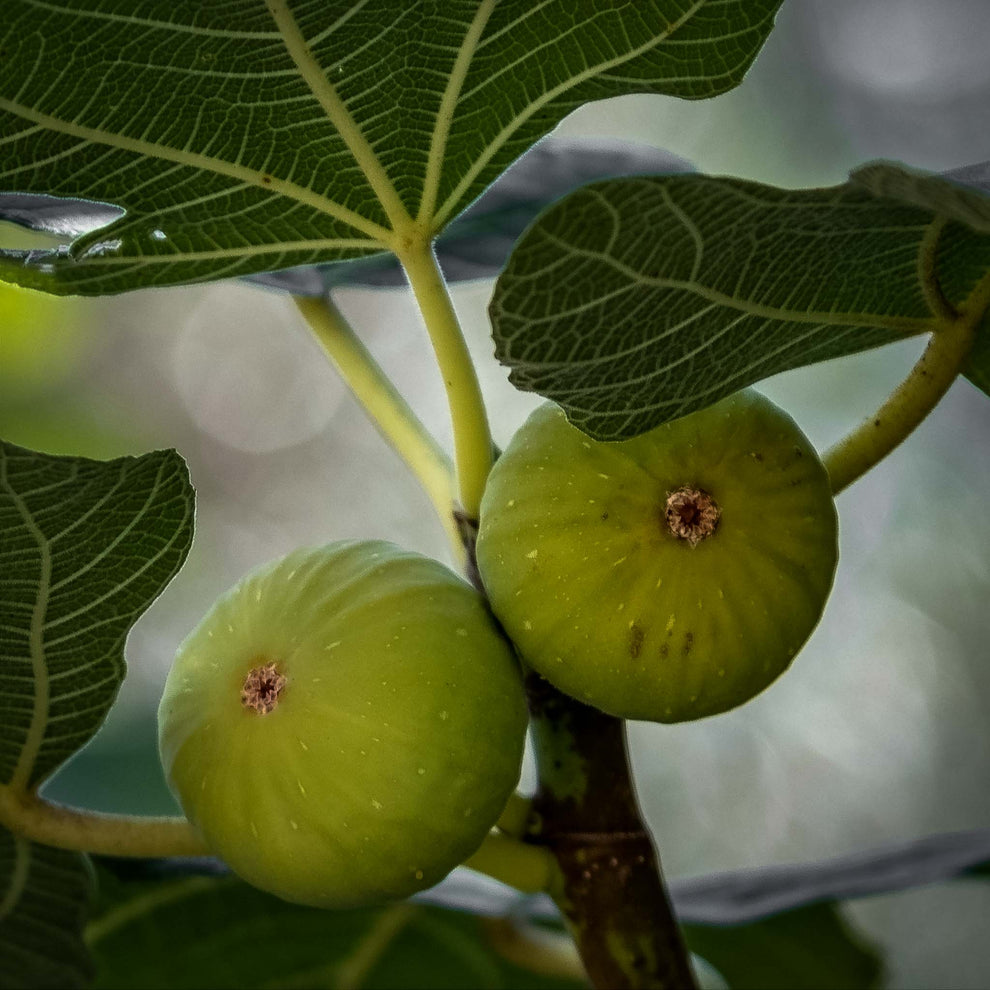 Desert King Fig; Very Hardy Green Fig, Frost Tolerant, Productive ...