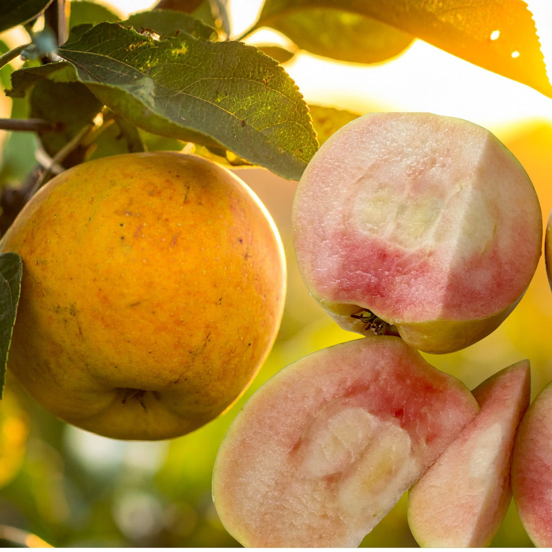 Lucy Glo: Red fleshed, tart and crunchy snackiong apple – Fruits And ...