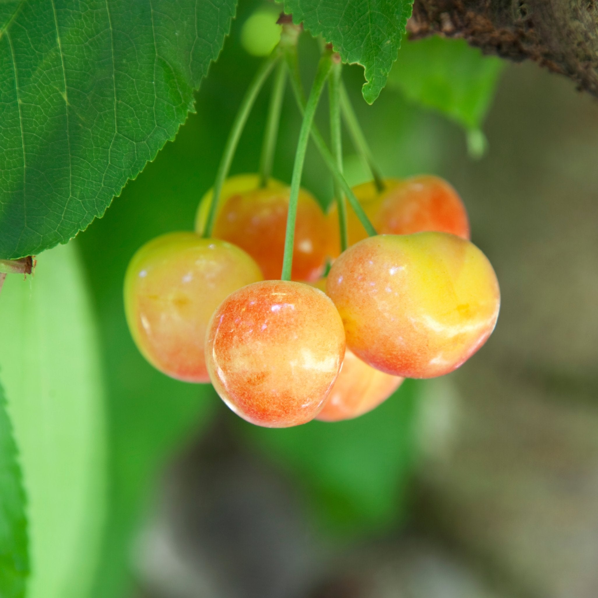 Royal Ann Cherry: a mild and sweet golden cherry with a red blush ...