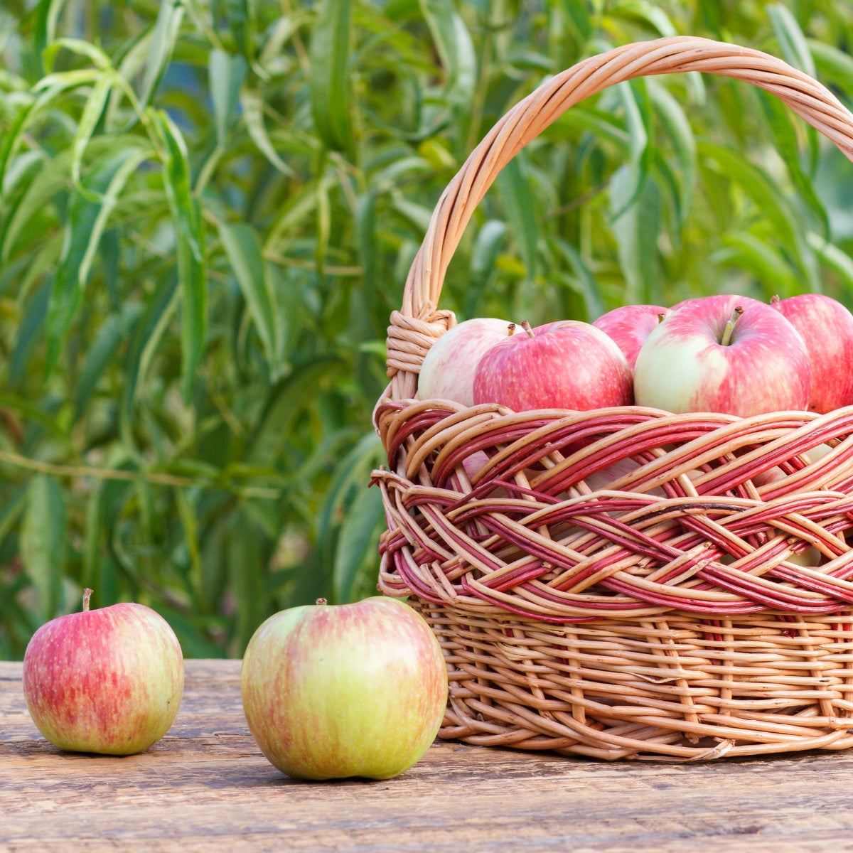 Apple ‘Summer Rambo’ – Early Heritage Apple Tree – Fruits And Shoots ...